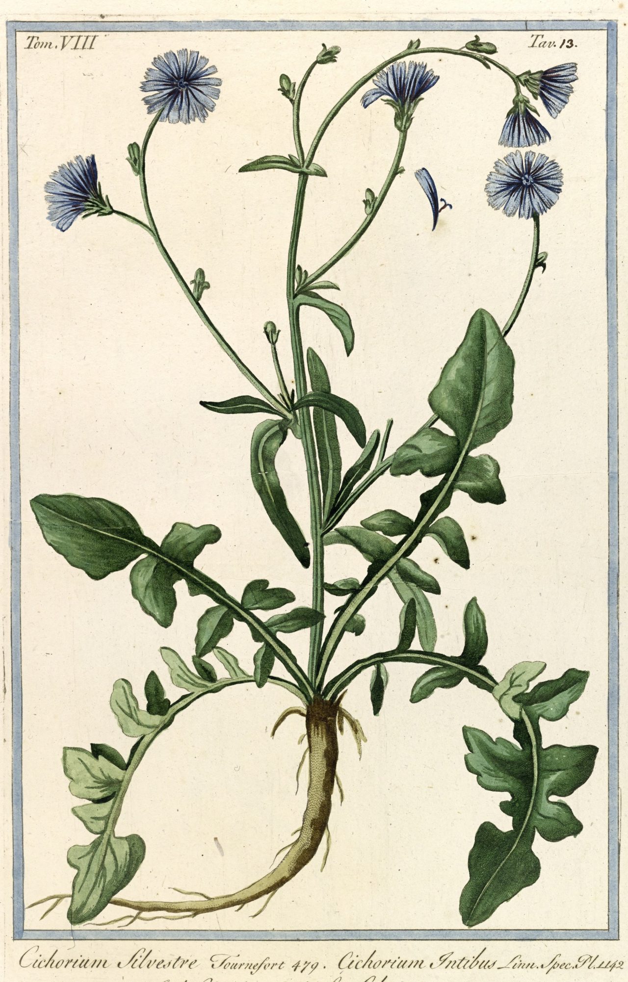 Propiedades y usos de la Achicoria - Zana tu mente