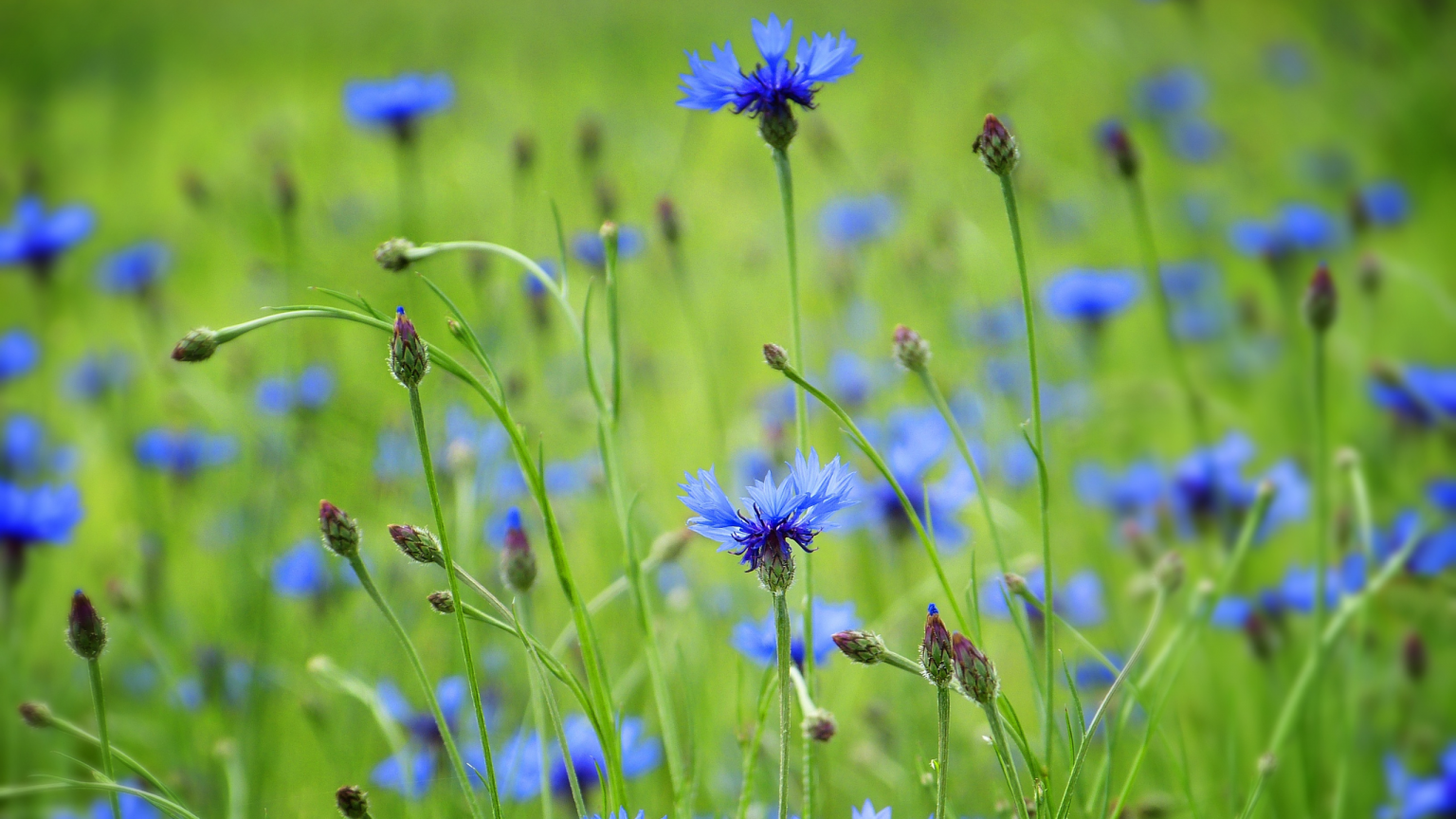 Propiedades y usos del Aciano - Zana tu mente