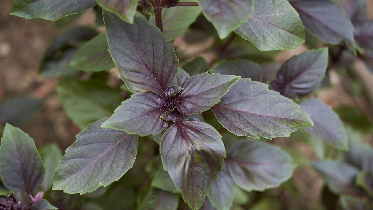 Propiedades y usos de la Albahaca - Zana tu mente