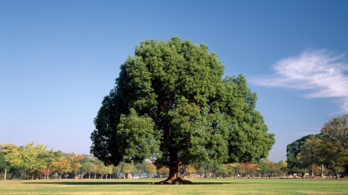 Propiedades y usos del Alcanforero - Zana tu mente