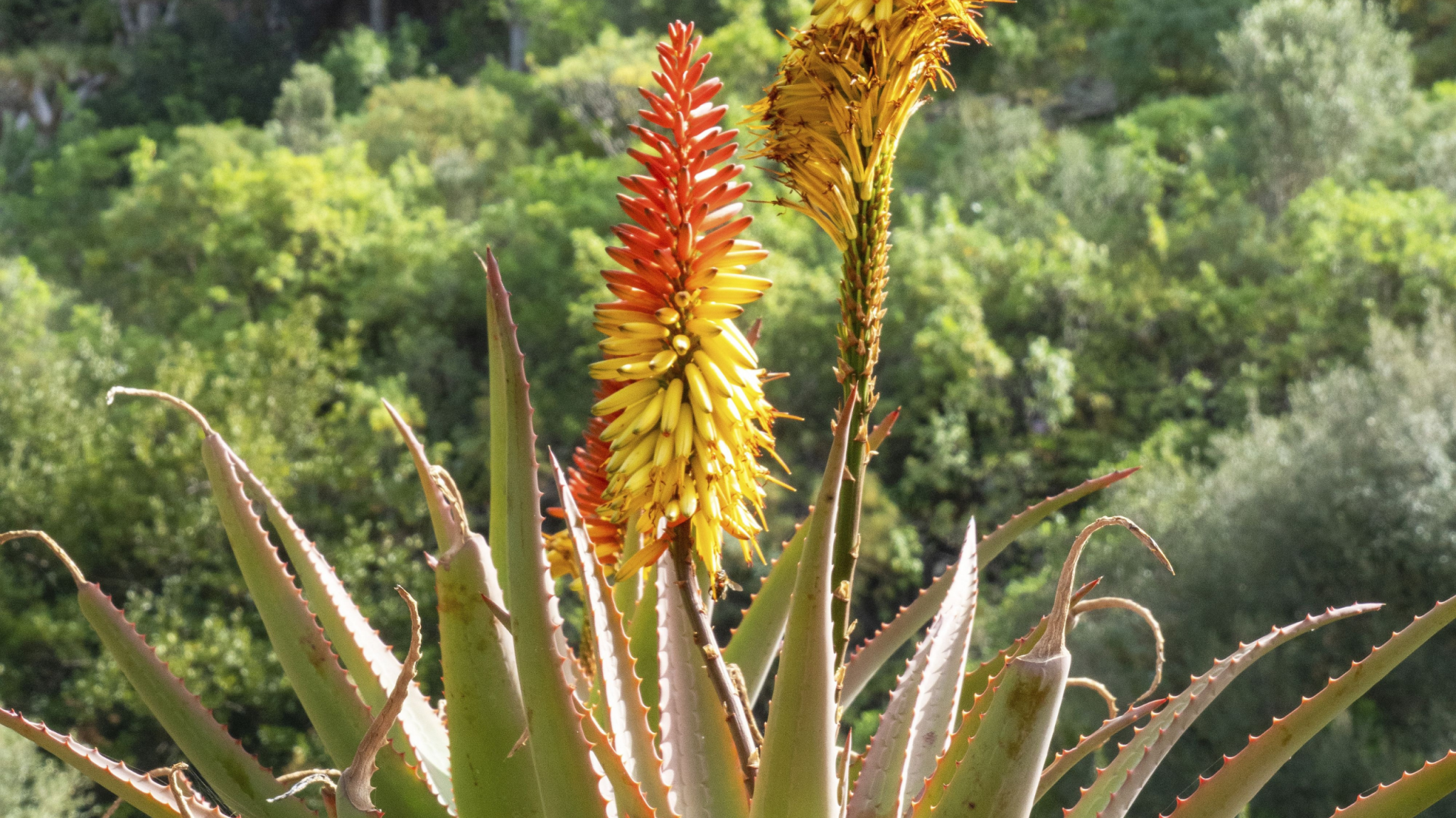 Cómo hacer y conservar gel de Aloe vera natural - Zana tu mente