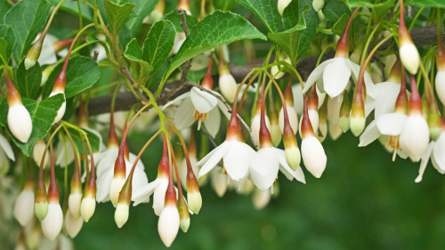 Tintura de Benjuí : Conservante natural y fijador de aromas - Zana tu mente
