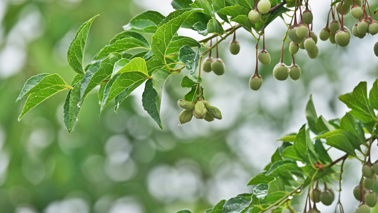 Propiedades y usos del Benjuí o Árbol del Benjuí - Zana tu mente