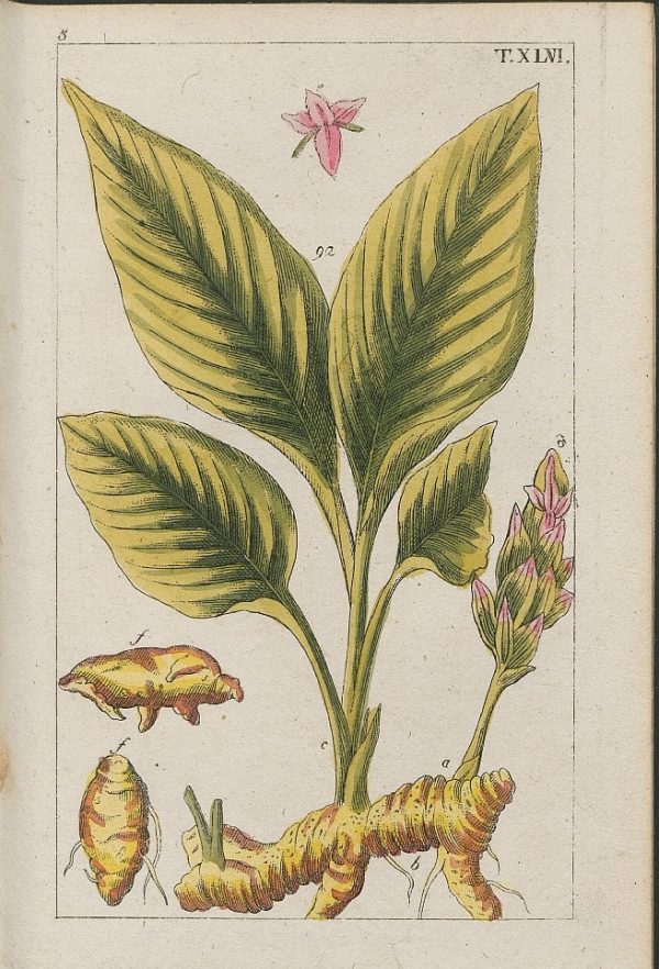 Increíbles propiedades de la Cúrcuma - Zana tu mente