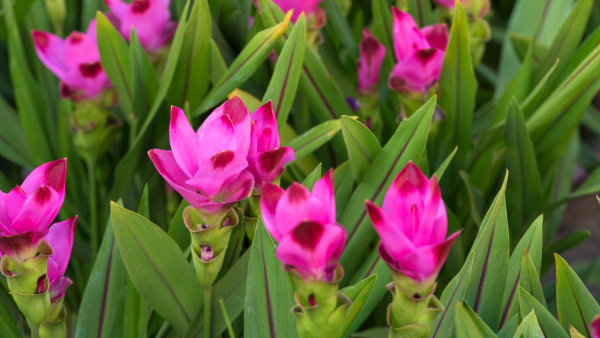 Increíbles propiedades de la Cúrcuma - Zana tu mente